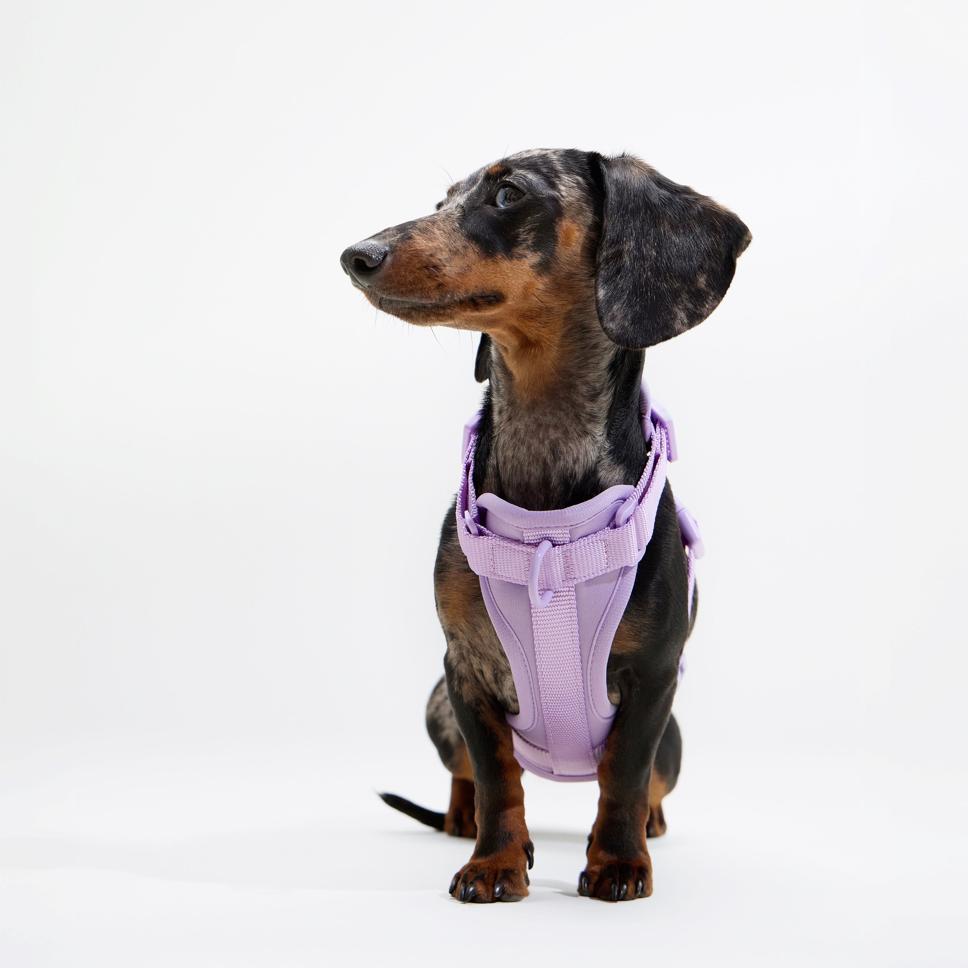 Dachshund Harness | Breed-Specific Fit | Doxie Warehouse