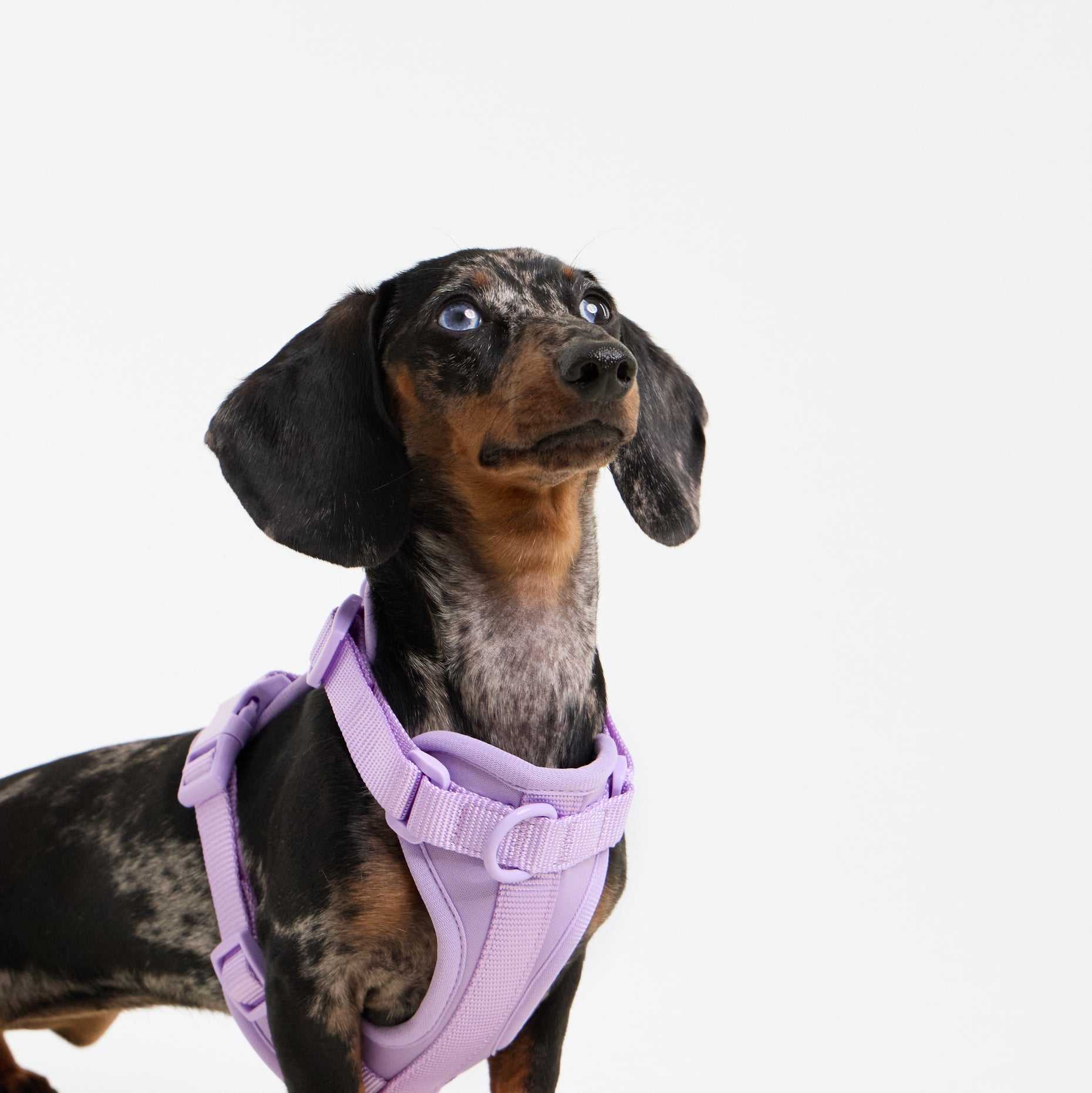 Doxie Harness – Doxie Warehouse